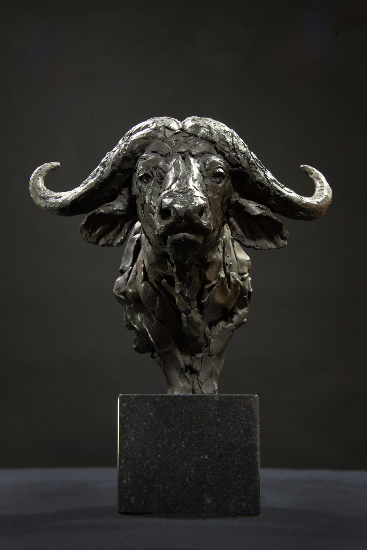 Cape Buffalo Head