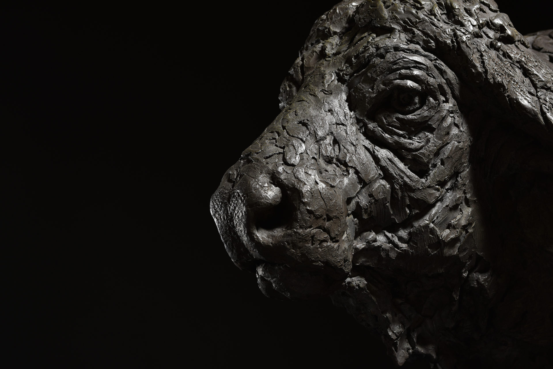 Cape Buffalo Head sculpture by Hamish Mackie