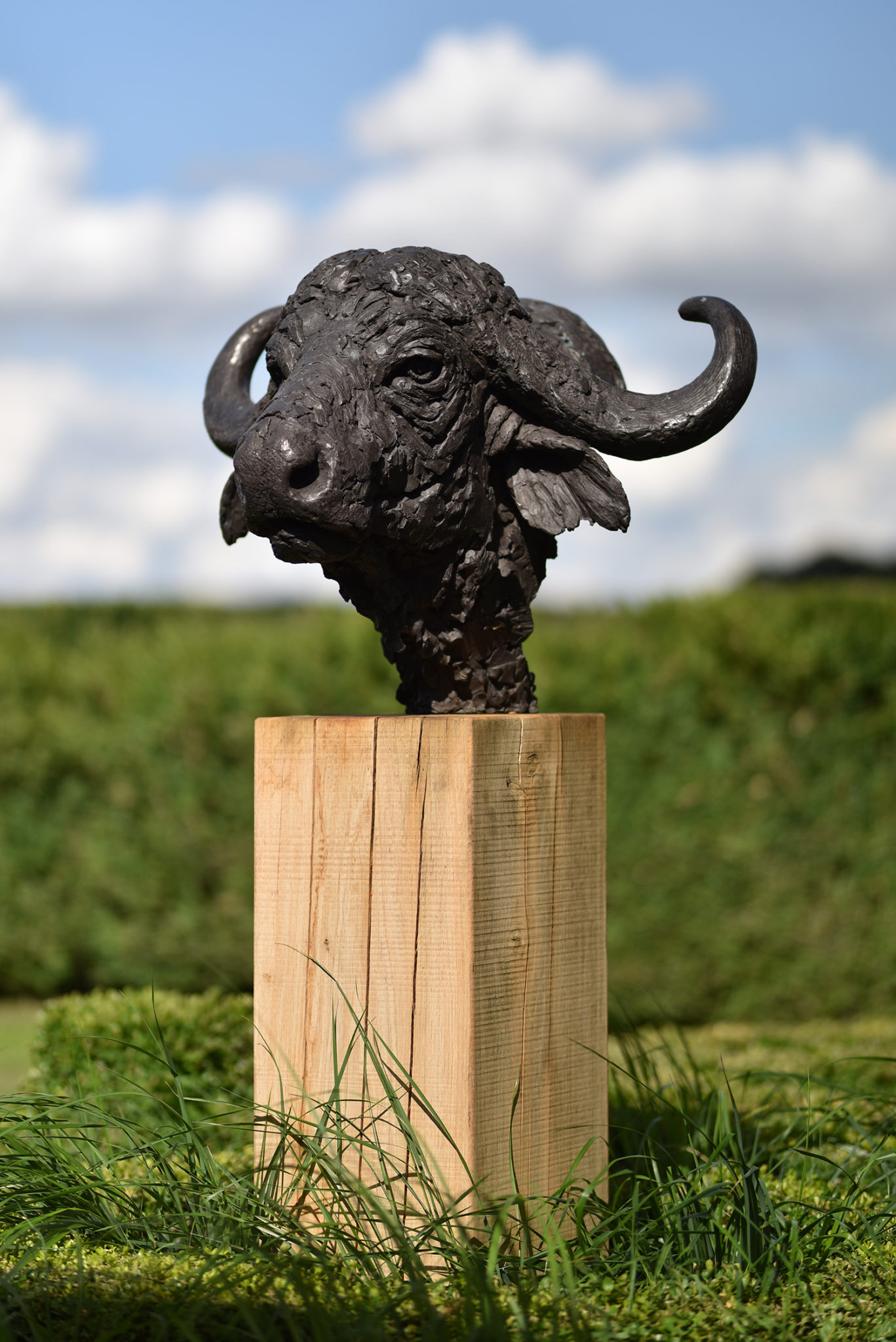 Cape Buffalo Head sculpture by Hamish Mackie
