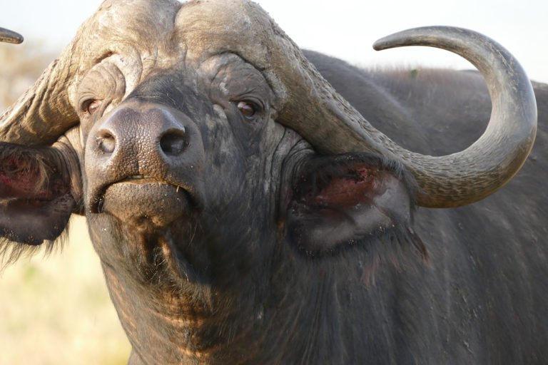 Cape Buffalo Head