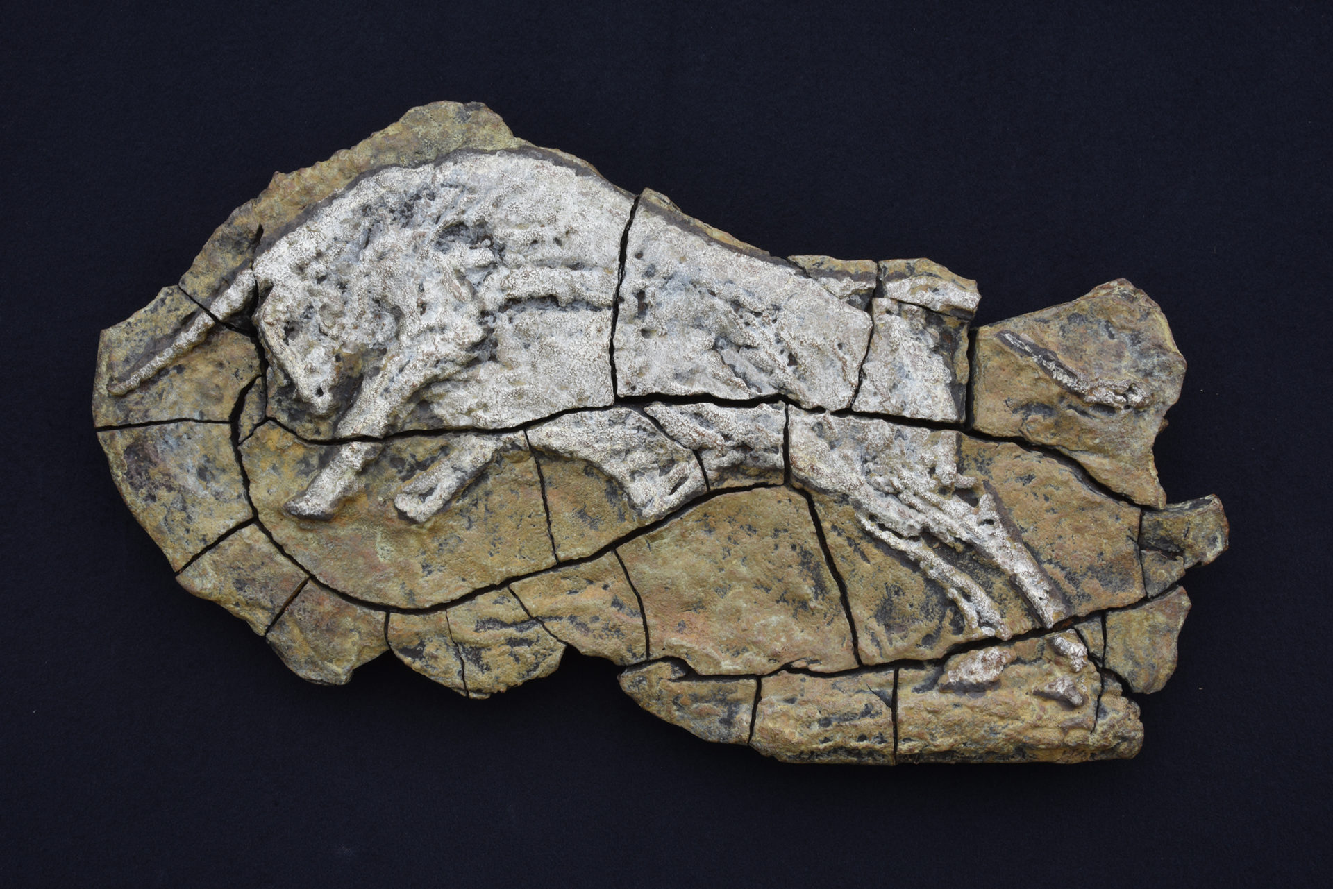 Hamish Mackie's Bull Relief sculpture in bronze