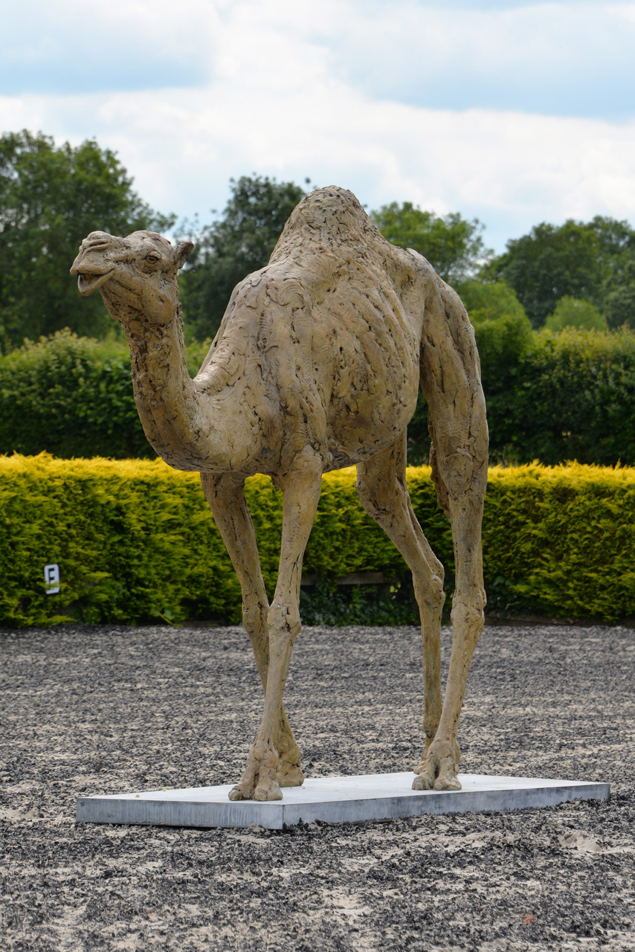 Life Size Camel sculpture by Hamish Mackie