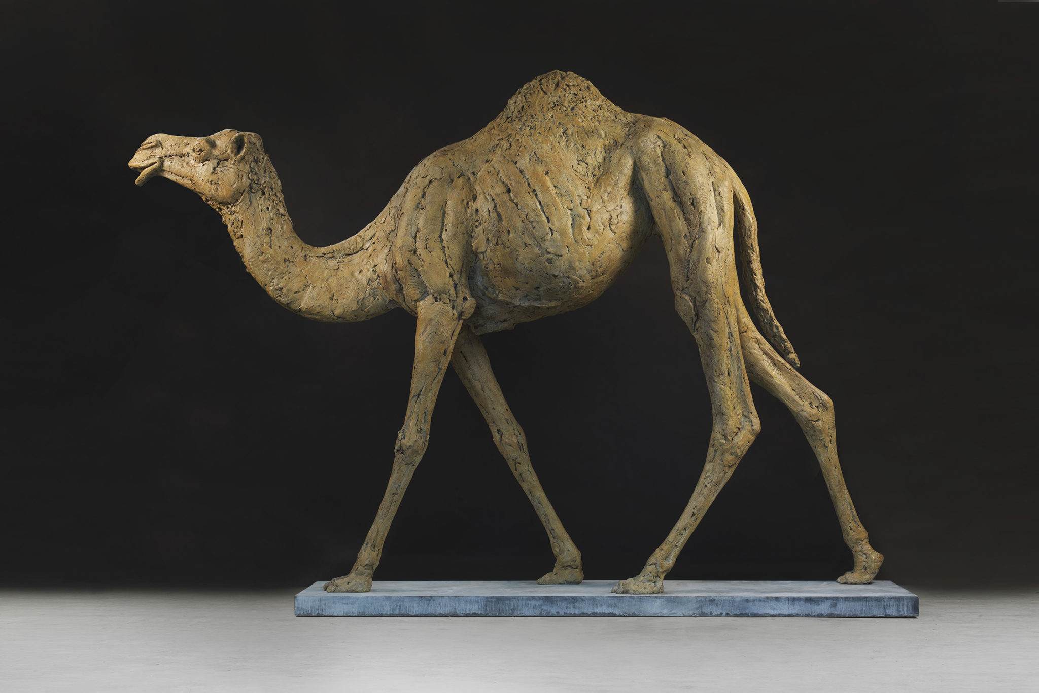 Life Size Camel sculpture by Hamish Mackie