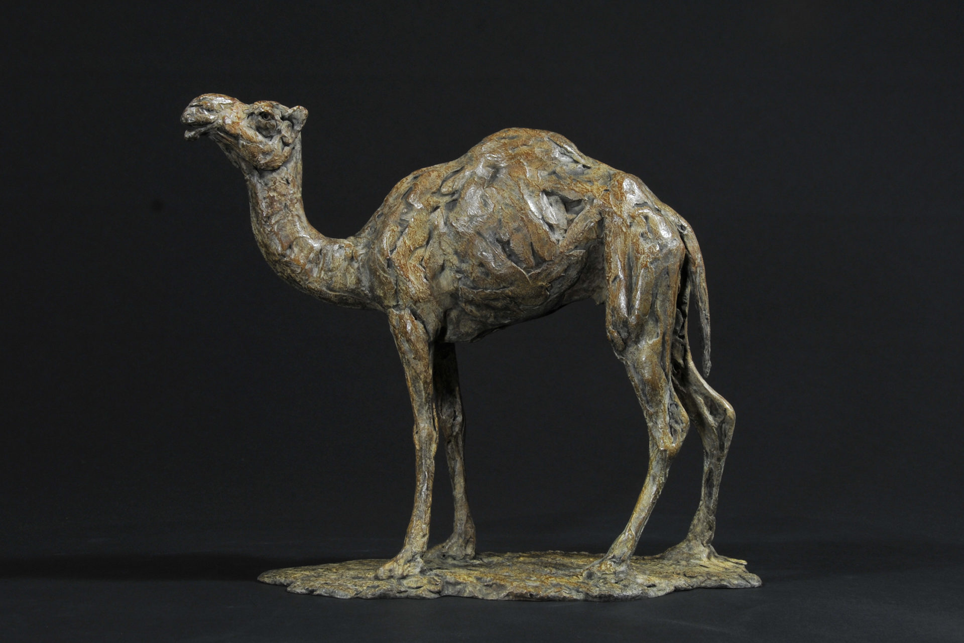 Bronze camel standing sculpture by Hamish Mackie