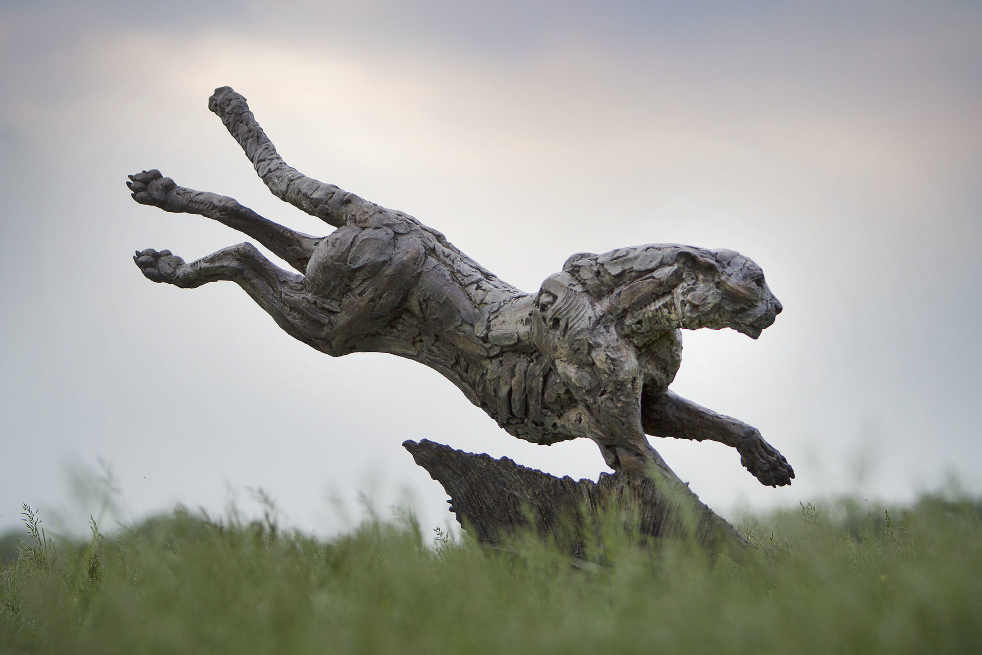 Cheetah life size sculpture by Hamish Mackie