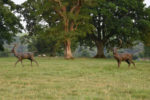 Bronze Fallow Buck sculpture by Hamish Mackie