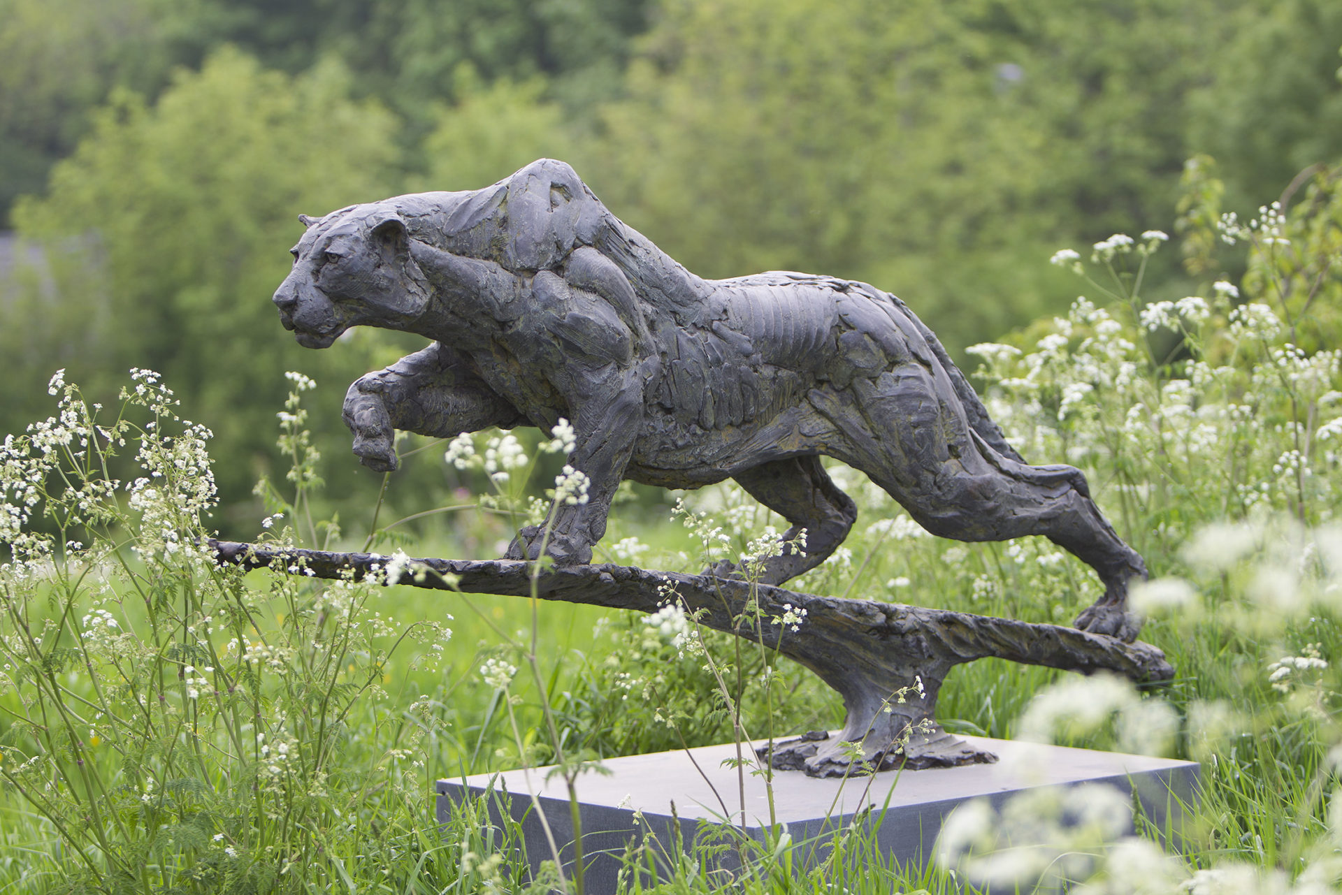 Hamish Mackie's life size leopard sculpture in bronze