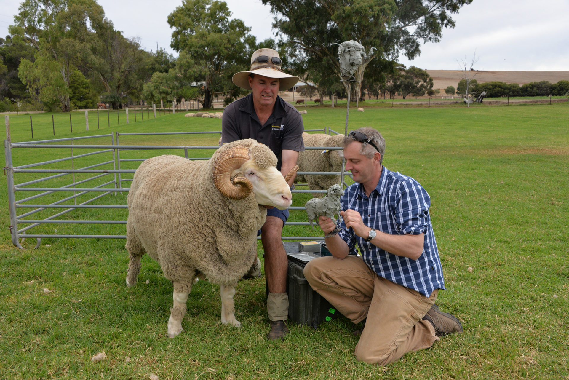 Bronze Merino Ram Head sculpture by Hamish Mackie