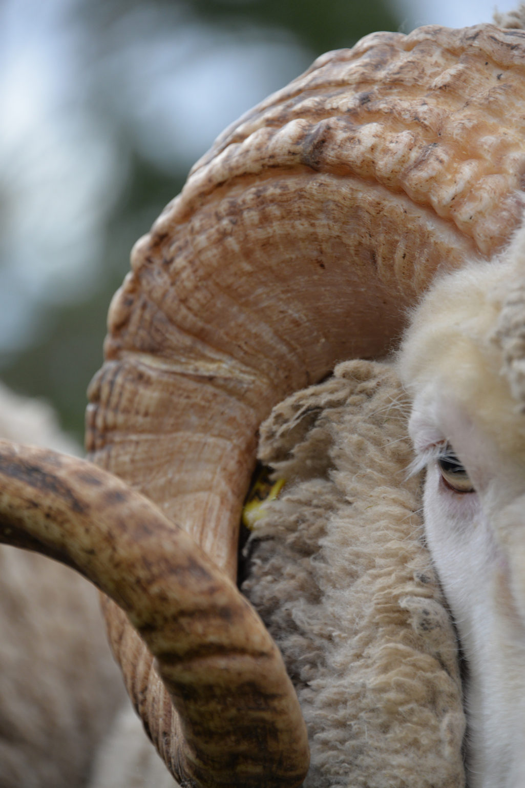 Bronze Merino Ram Head sculpture by Hamish Mackie
