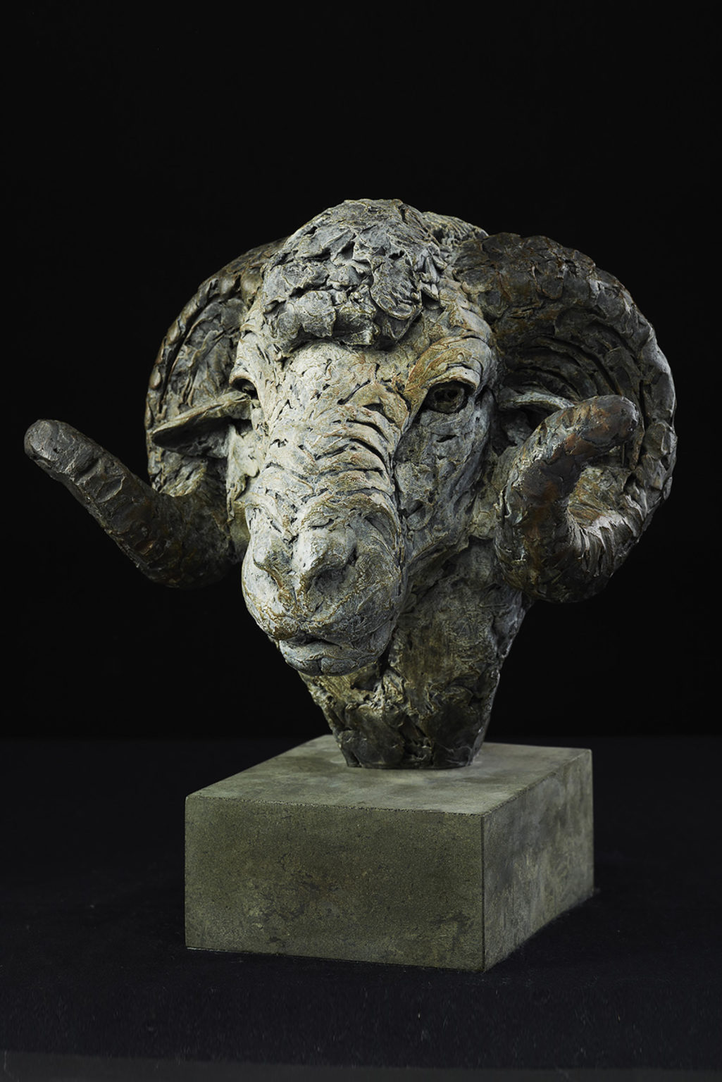 Bronze Cotswold Ram Head sculpture by Hamish Mackie