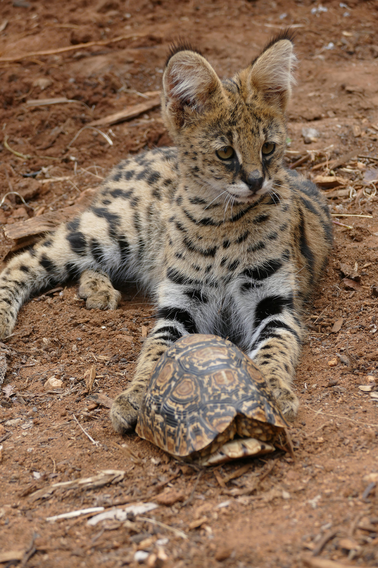 Sculpture in bronze of Serval Cat Head by Hamish Mackie