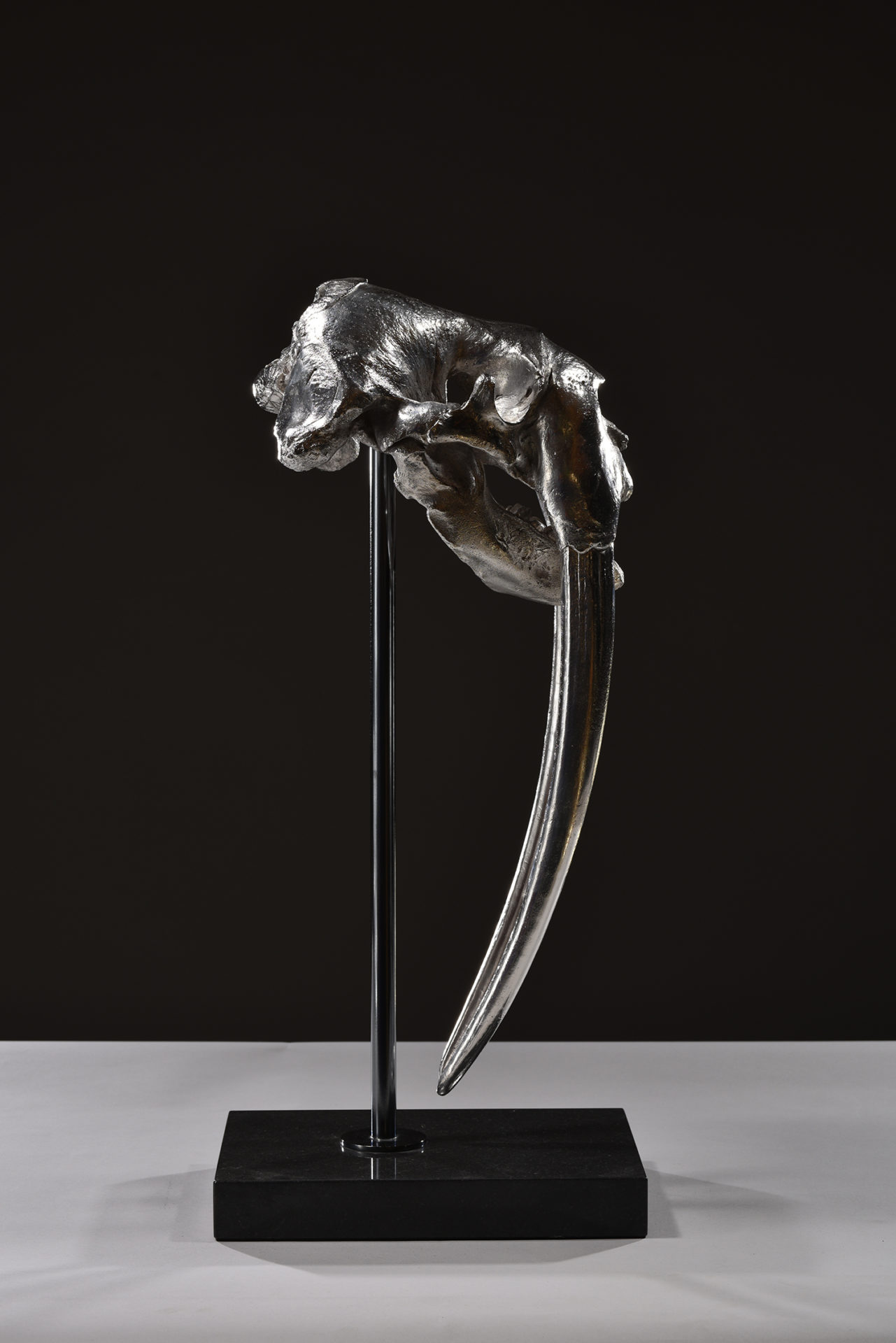 Walrus skull sculpture by Hamish Mackie