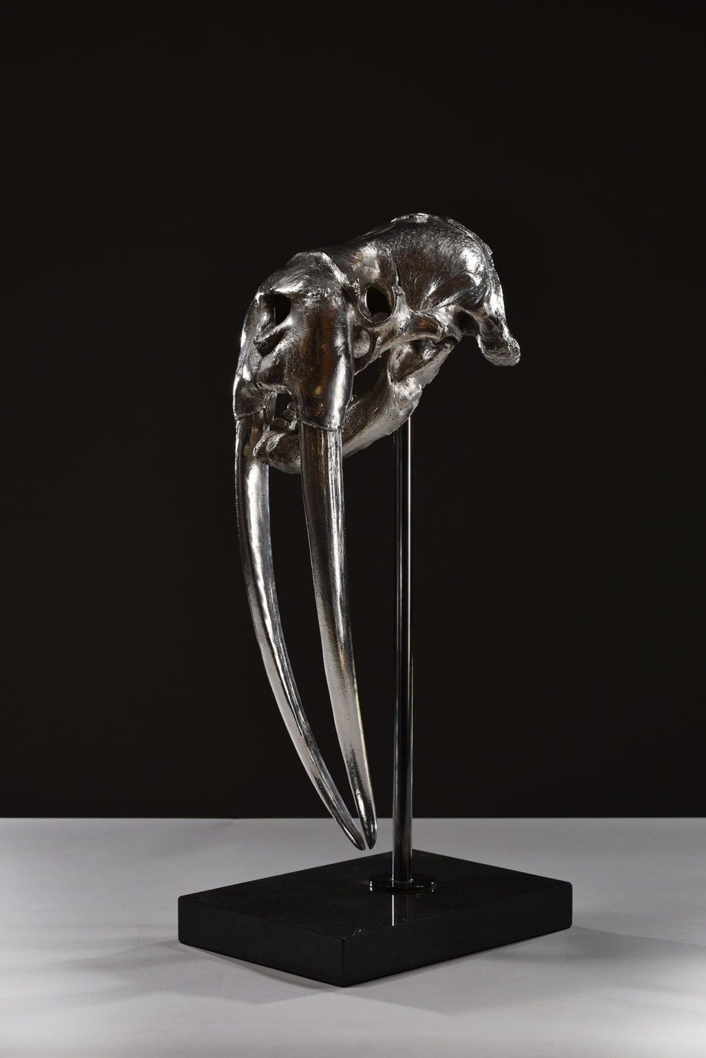 Walrus skull sculpture by Hamish Mackie