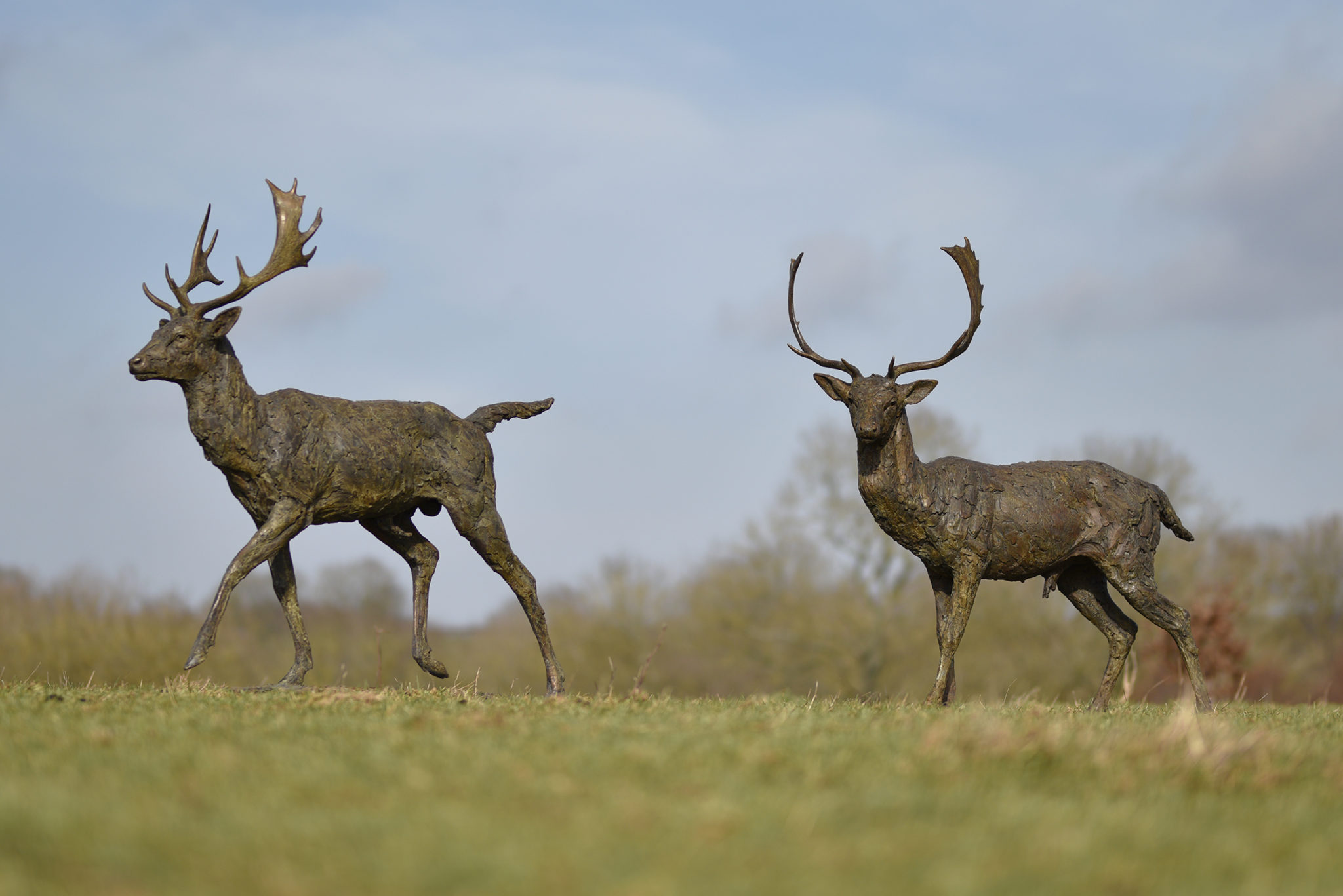 Bronze Fallow Buck sculpture by Hamish Mackie