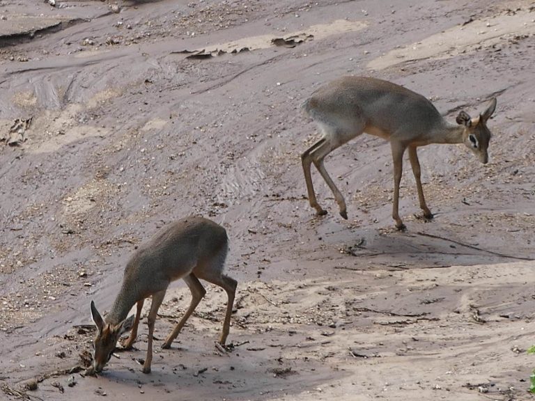 Hamish Mackie's bronze dik dik sculpture
