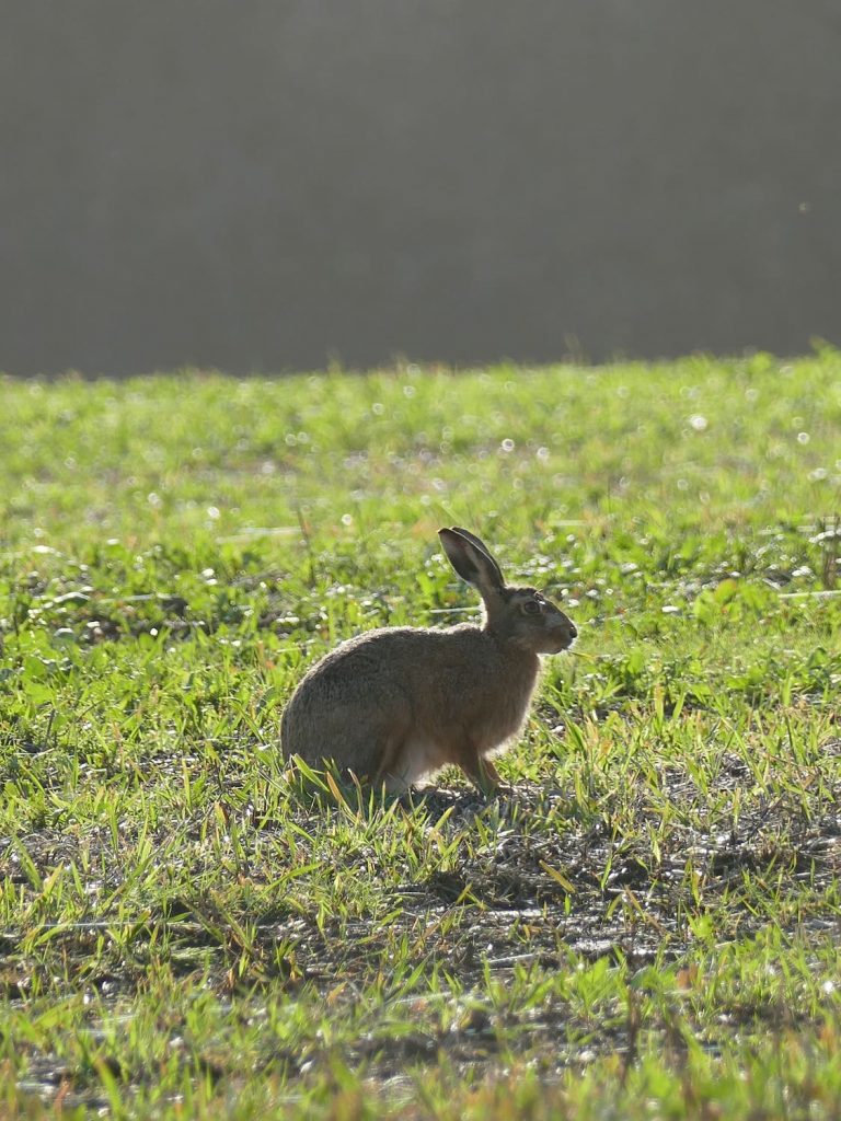 New bronze hare head sculpture by Hamish Mackie