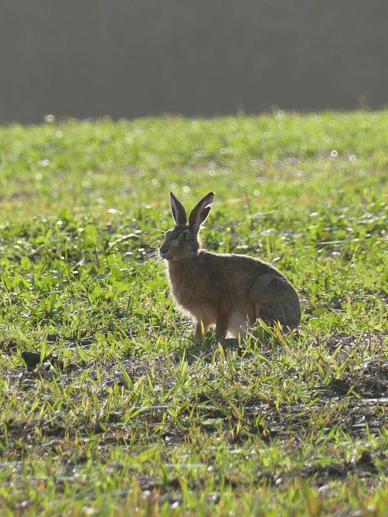 New bronze hare head sculpture by Hamish Mackie